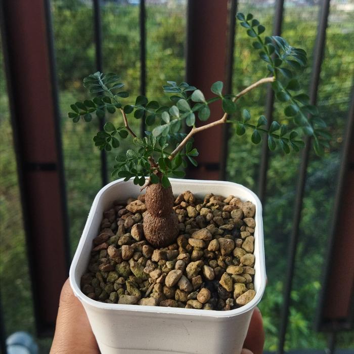 Jual Operculicarya Pachypus Tanaman Afrika Unik Kaktus Sukulen - Jakarta Barat - thecactus2 ...