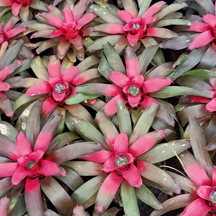 Jual tanaman bromelia merah (bunga besar) - Kota Bandung - OrcaGarden ...
