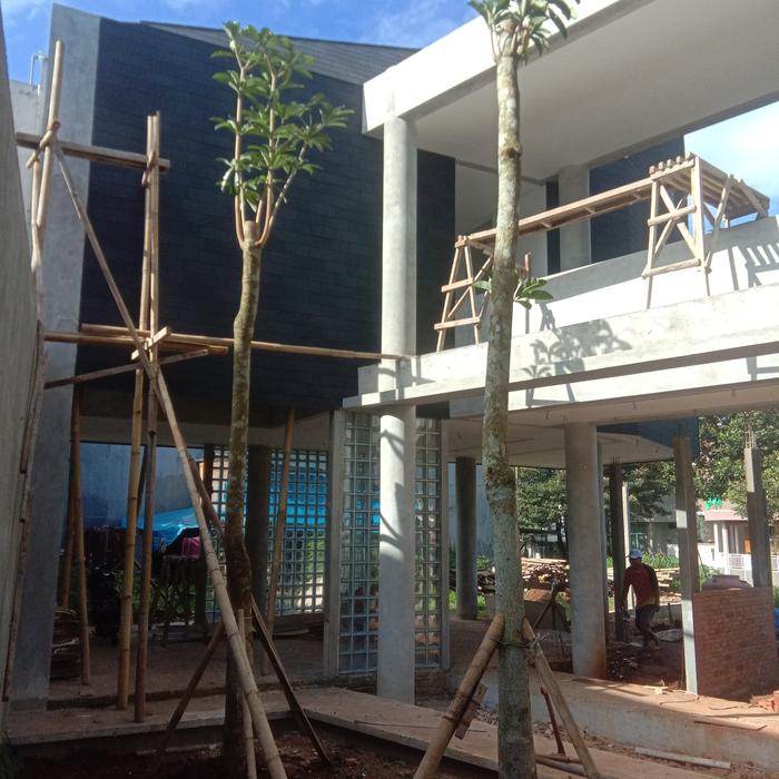 Jual pohon pulai / pule batang putih tinggi 5 meter - Kab. Bogor ...