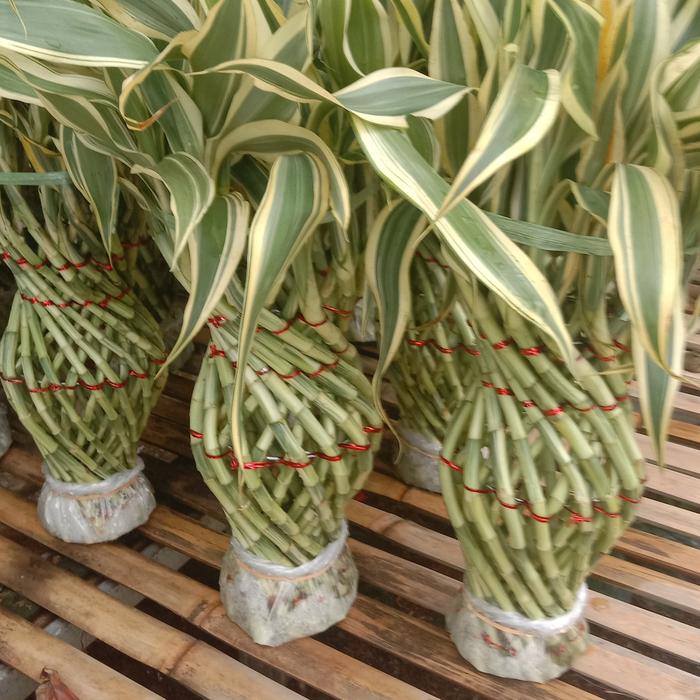 Jual tanaman hias bambu cina hoki,bambu srirejeki - Kota Depok - Erwin ...