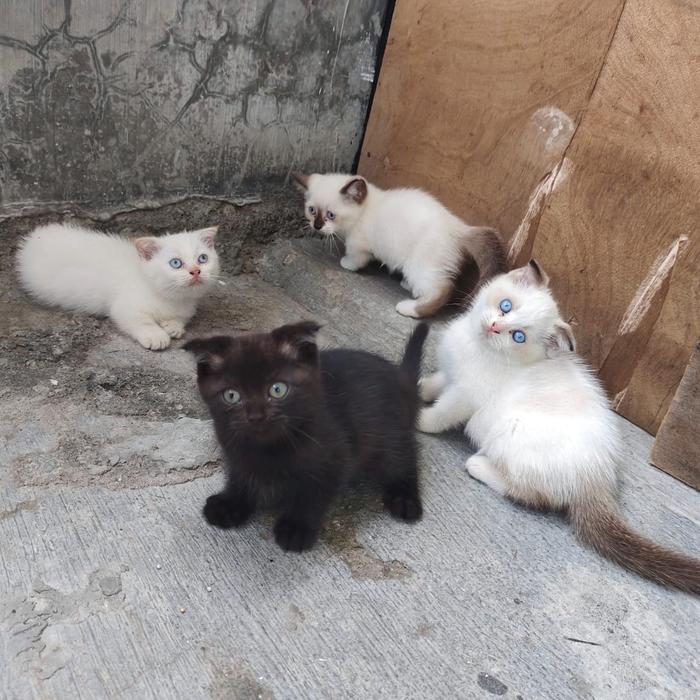 Jual kucing munchkin dan scottish fold kitten - Kota Bandung - noe cat ...