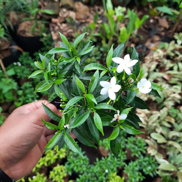 Jual tanaman bunga rombusa mini bunga melati mini rembosa hijau mini ...