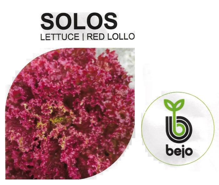 Jual Benih Bejo Seed - Selada Lollo Rossa Solos Repack 100 pills - Kota ...