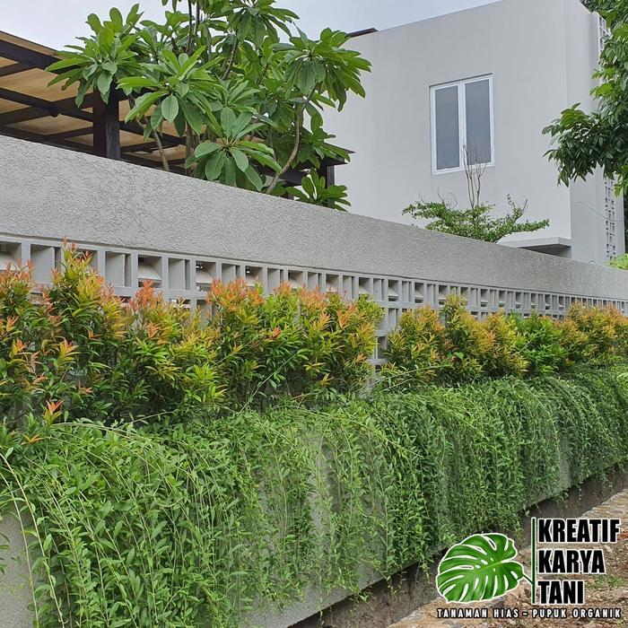 Jual Tanaman menjuntai lee kwan yew - Li kuan yu - Kab. Bogor - KREATIF ...