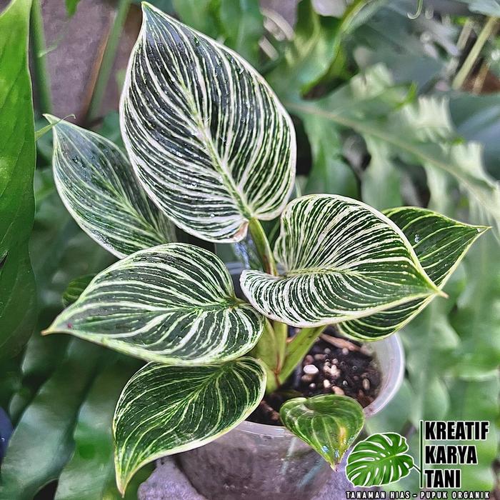 Jual tanaman hias philodendron birkin - Philo birkin tanaman - Kab ...