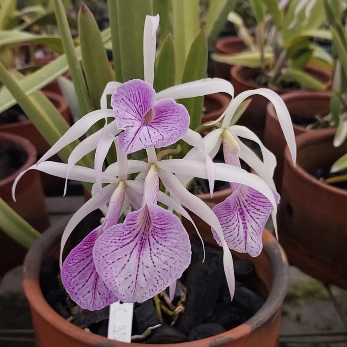 Promo Tanaman hias seedling anggrek dendrobium//purple batik kriting ...