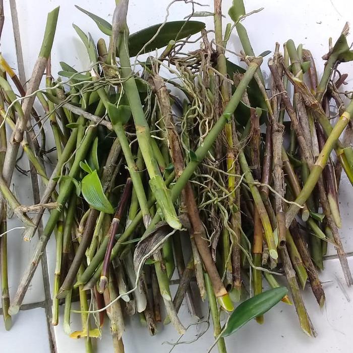 Jual Cutting stek batang anggrek merpati segar - Kab. Bogor - List_herb ...