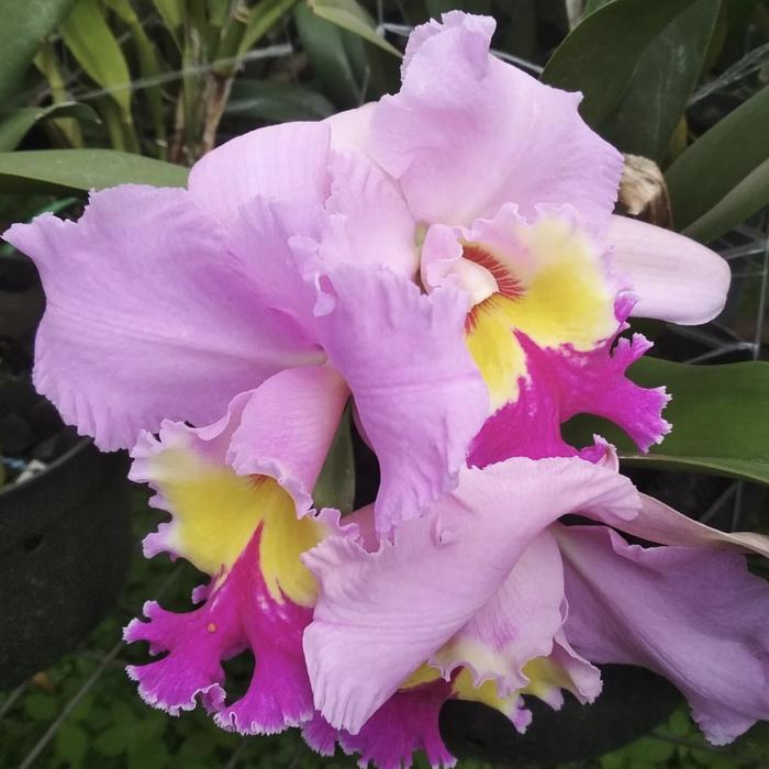 Jual Tanaman hias seedling anggrek dendrobium//pink muda bunga besar ...