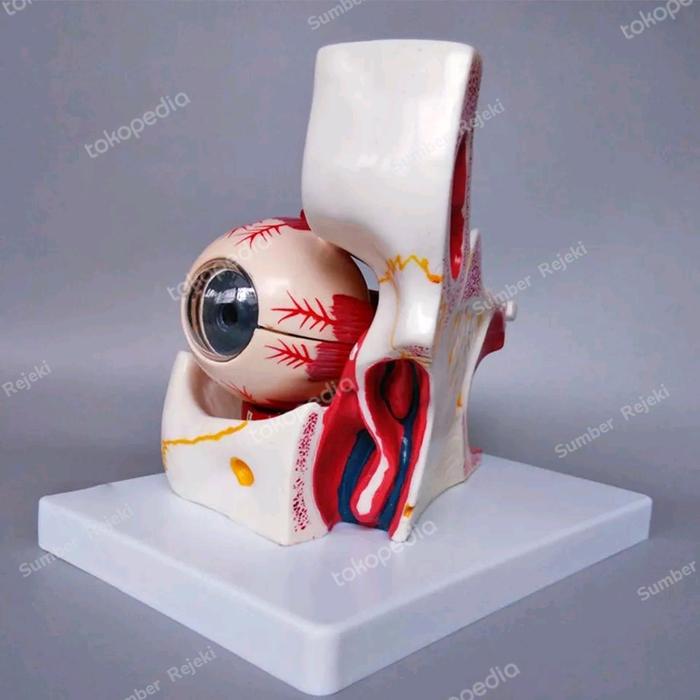 Jual Model Anatomi Human Eye With Orbit Model Eyelid Medical Anatomy 3 ...