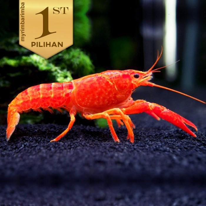Jual Lobster Merah Indukan Udang Hias Hiasan Aquarium Aquascape ...