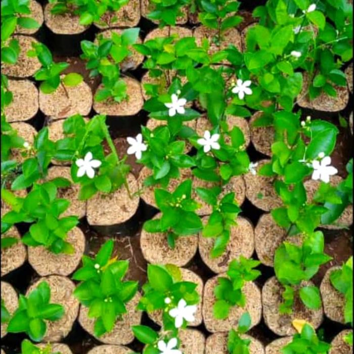 Jual tanaman melati jasmine Pohon melati yasmin jasmine - Kab. Bogor ...
