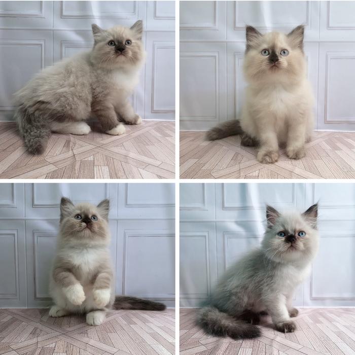Jual kucing ras ragdoll kitten - Jakarta Selatan - MokenCatHouse ...