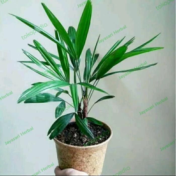 Jual tanaman palem waregu - Kota Bandung - Jayasari Herbal | Tokopedia