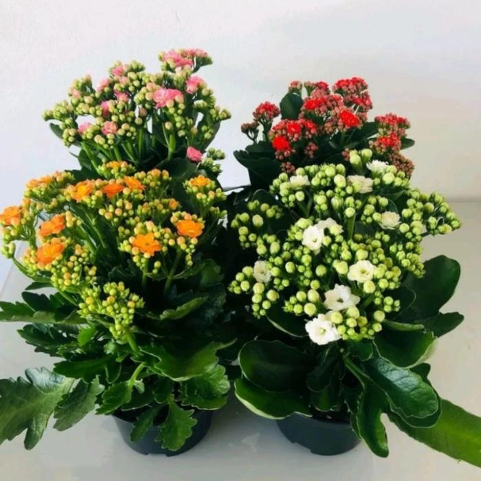 Jual tanaman cocor bebek bunga sudah rimbun berbunga plus pot random ...