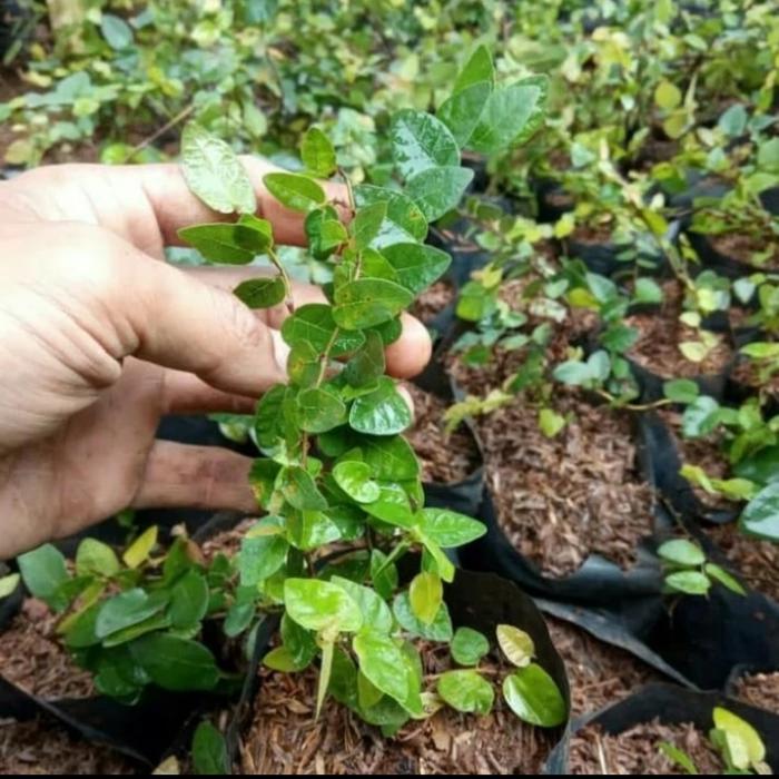 Jual tanaman rambat dolar kecil Tanaman dollar kecil merambat - Kab ...