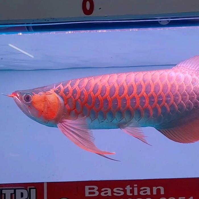 Jual AROWANA SUPER RED AROWANA CHILI AROWANA MERAH BLOKER 45CM - Jakarta Timur - KEY AROWANA ...