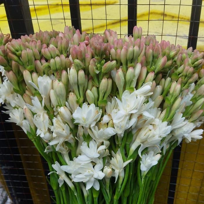 Sedap Malam Flower | Best Flower Site