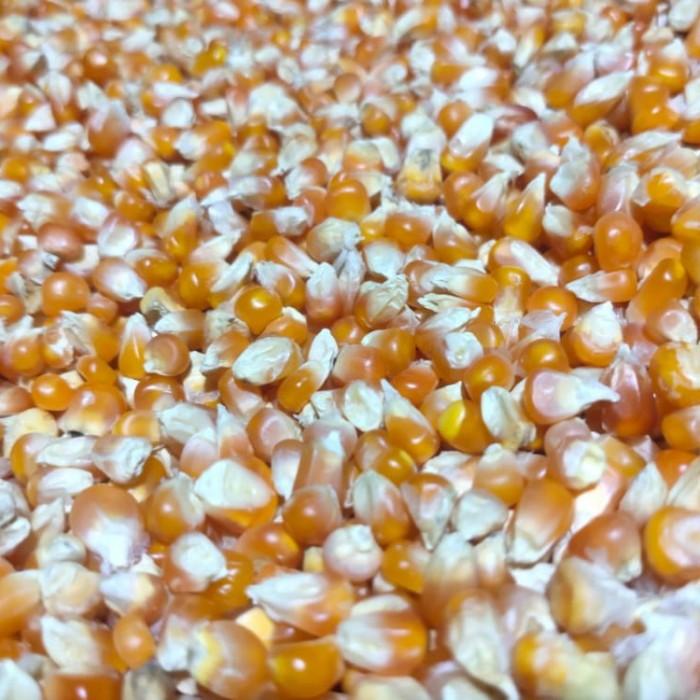 Jual JAGUNG KRISTAL SUPER Pakan Makanan Burung DARA PUTER MERPATI AYAM ...