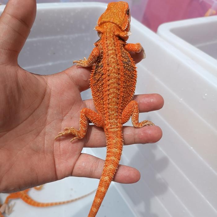Jual Bearded dragon super red hypo het trans 25cm-30cm - Kab. Cirebon ...