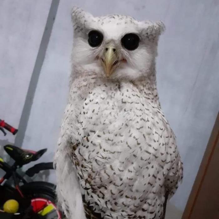 Jual burung hantu bubo sumatranus - Kota Depok - MY PETSS | Tokopedia
