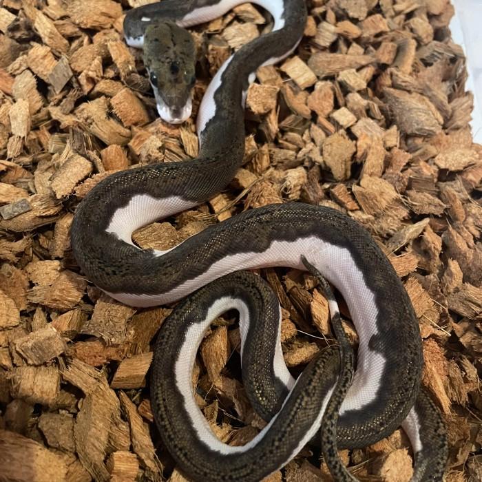 Jual ular retic pied het albino - Jakarta Utara - LK-Reptile | Tokopedia