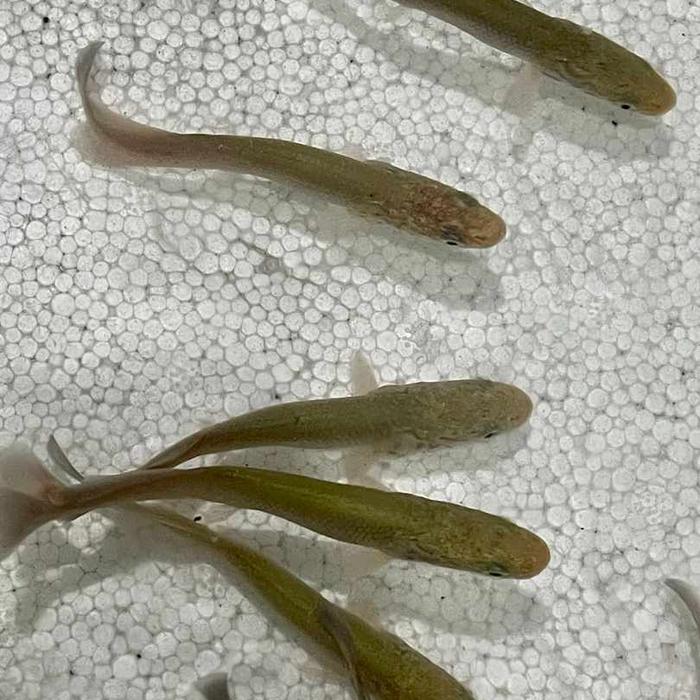 Baby Arapaima