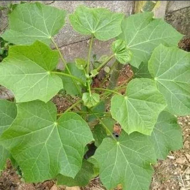 Jual Daun jarak segar/daun jarak obat herbal/daun jarak per 20 lembar ...