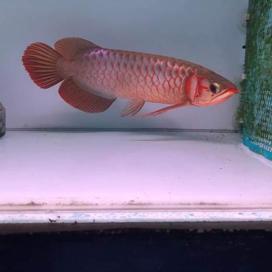 Jual arwana super red sr itl i tiau lung thiau Arowana merah unik unik ...
