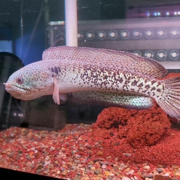 Jual CHANA BARCA CHANA BARCA SEMI SHORT BODY 28CM UNIK SSB - Jakarta ...