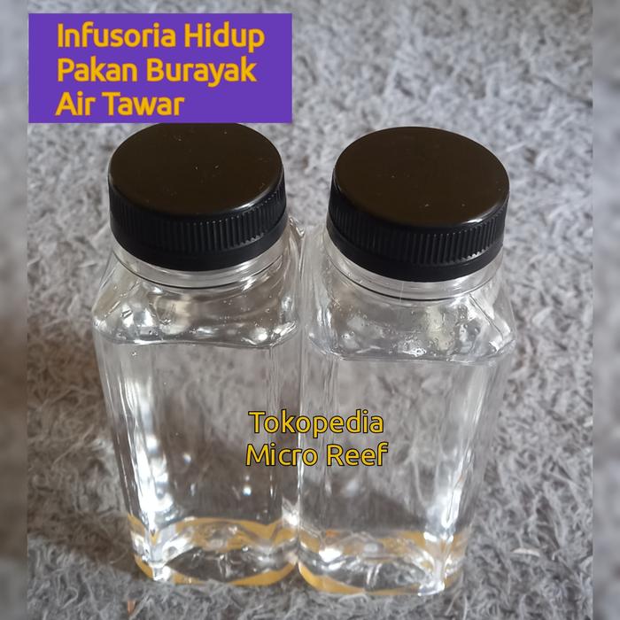 Jual Infusoria Untuk Pakan Burayak Air Tawar - Kota Tangerang - Micro ...
