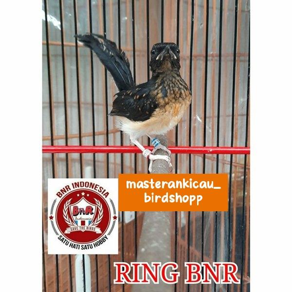 Jual burung murai trotol Medan sertifikat BNR super jamin jantan tulen ...