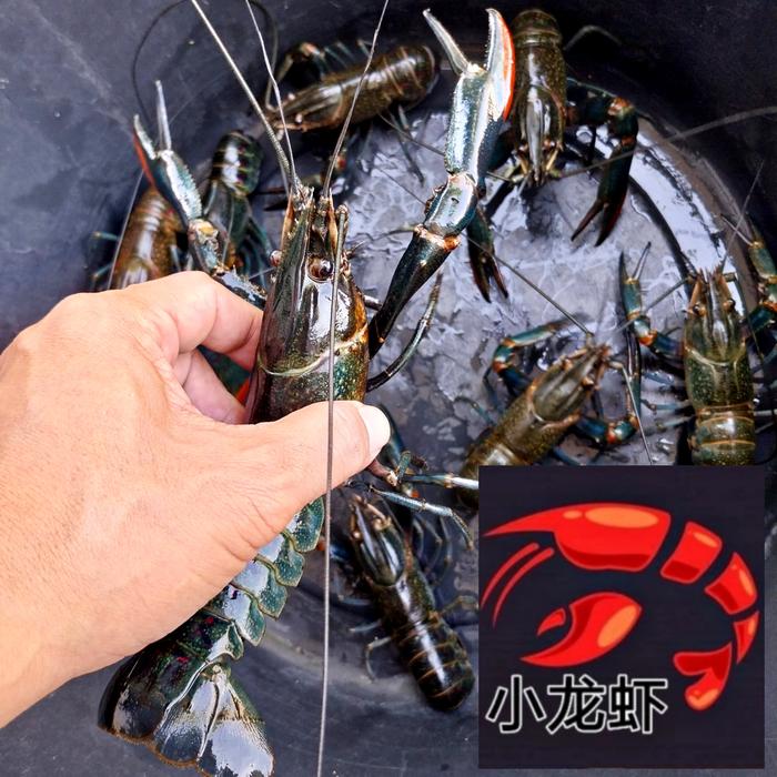 Jual Indukan Lobster Air Tawar Konsumsi 6 inch - Kota Bekasi - Xiao ...