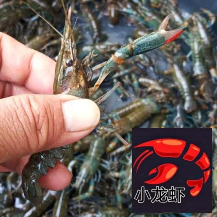 Jual Bibit Lobster Air Tawar Konsumsi 3 inch up - Kota Bekasi - Xiao ...