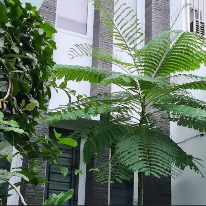 Jual Pohon Pakis Brazil,pohon solobium untuk taman cafe dan rumah 3 ...