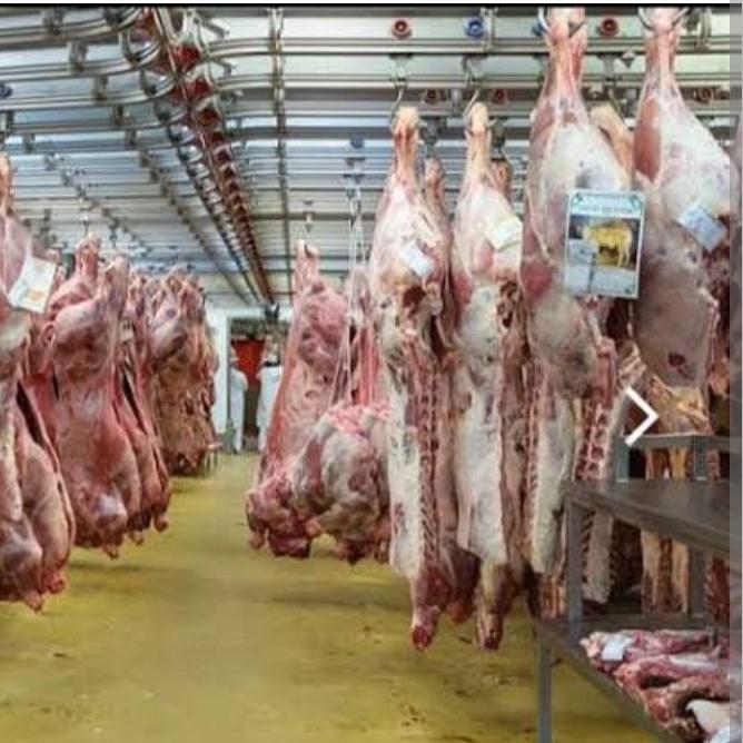 Jual daging sapi karkas jumbo tanpa kepala kaki Dan jeroan murah banget ...