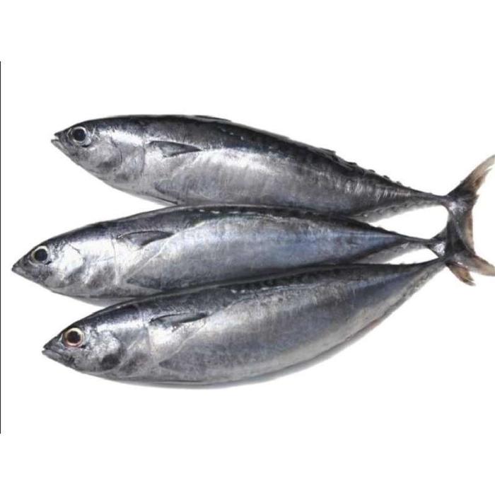 Jual IKAN BABY TUNA FRESH BEKU KAPAL 1 KG - Jakarta Barat - SIKAT ...