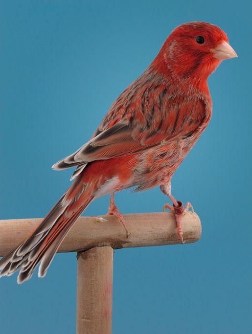 Jual Burung Kenari Import Black Red Intensif Gacoran - Jakarta Timur ...