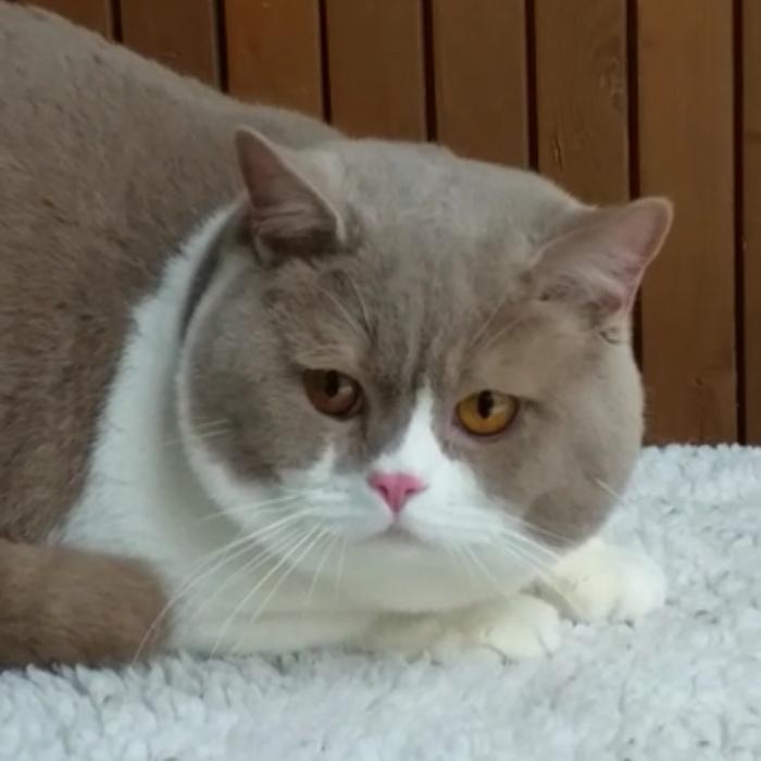 Jual Kucing Bicolor Import BSH British Short Hair - Jakarta Selatan ...