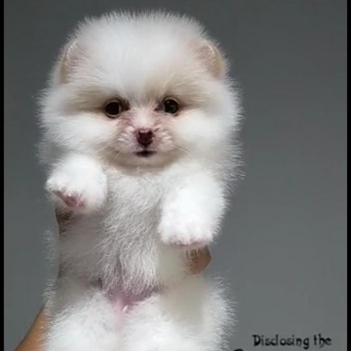 Jual anjing mini pom - Kab. Bogor - VR onlineshop | Tokopedia