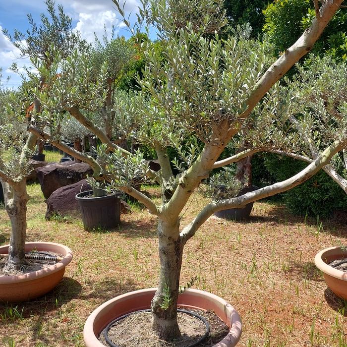 Jual pohon zaitun olive tree - Jakarta Barat - dayplant landscape | Tokopedia