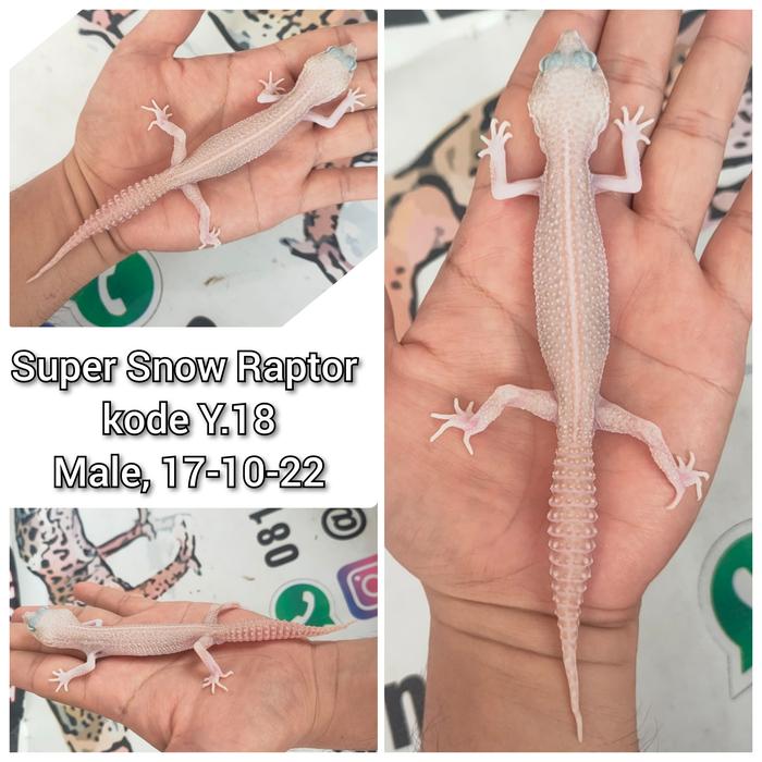 Jual Leopard Gecko Super Snow Raptor Male - Kab. Bekasi - Istana ...
