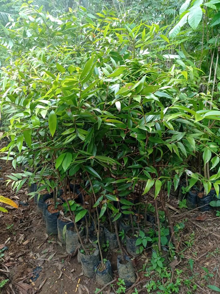 Jual Bibit Tanaman Damar / Kauri - Tanaman Penghasil Getah Damar - Kab ...