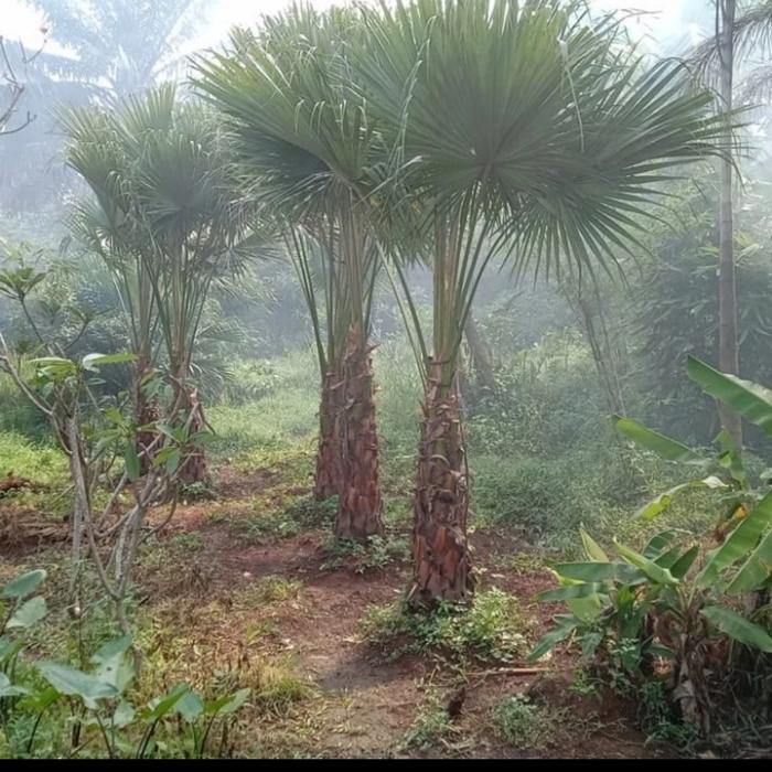 Jual pohon palem sadeng 4 meter - Kota Depok - marez_garden06 | Tokopedia