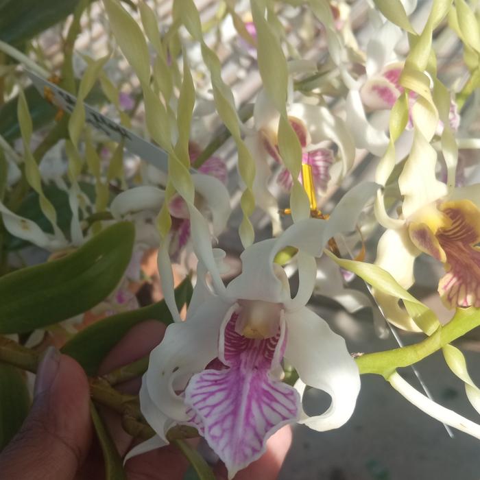 Jual Anggrek Dendrobium stratiotes seedling - Kab. Malang - Kiki ...