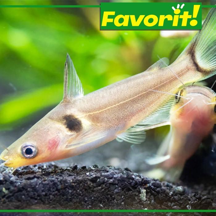 Jual Ikan Hias Baby Gunther Catfish Golden Sun Hiasan Aquarium ...