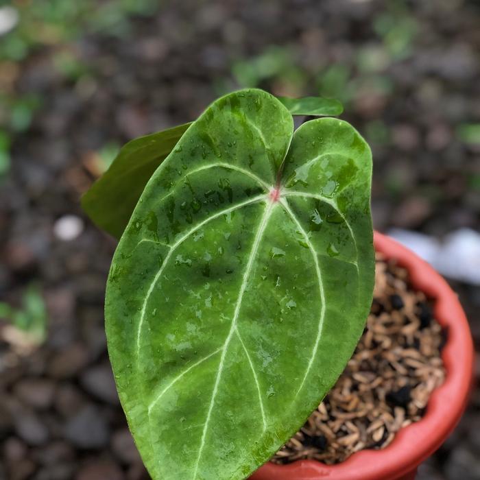 Jual anthurium "red spider" tanaman hias kuping gajah - Kota Depok ...