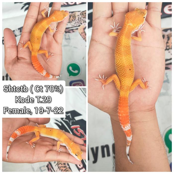 Jual Leopard Gecko SHTCTB Female Adult - Kab. Bekasi - Istana Reptile ...