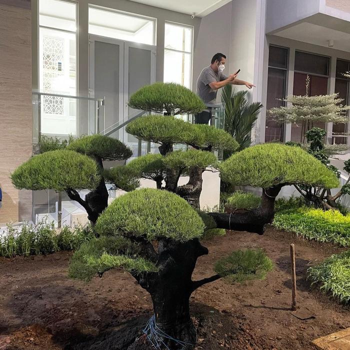 Jual Pohon bonsai cemara udang harga relatief - Kota Tangerang Selatan ...