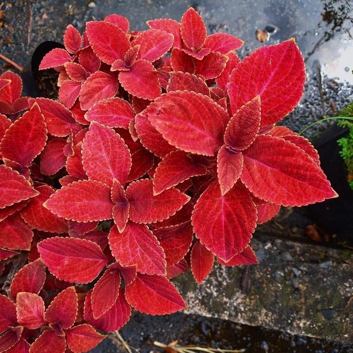 Jual tanaman hias miana merah pohon miana - Kab. Bogor - beautiful ...