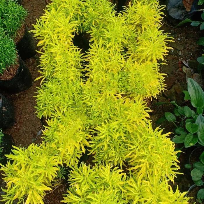 Jual bibit tanaman hias brokoli kuning - Kab. Bogor - beautiful plant ...